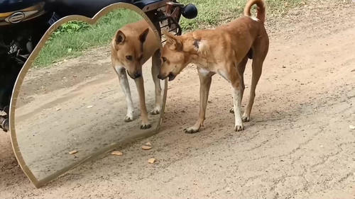 狗狗看到镜子里也有只狗子,一个转身闪得够快的!狗狗搞笑视频