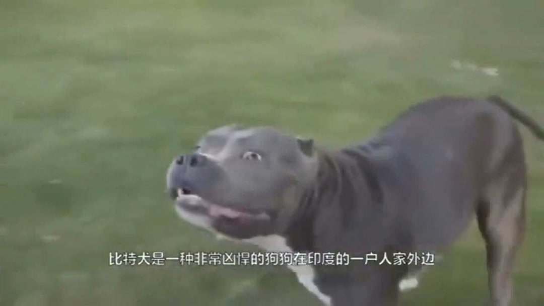 凶狠比特犬冲向花豹,未料一回合就被秒杀,不是监控记录谁敢信?