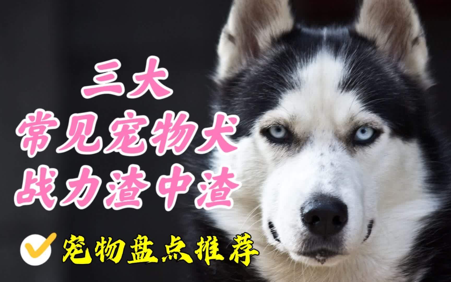 盘点三大常见宠物犬战力渣中渣,战五渣今夜成团