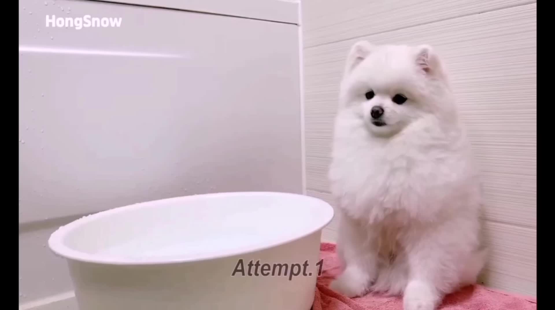 让家里的宠物狗洗澡总共分几步