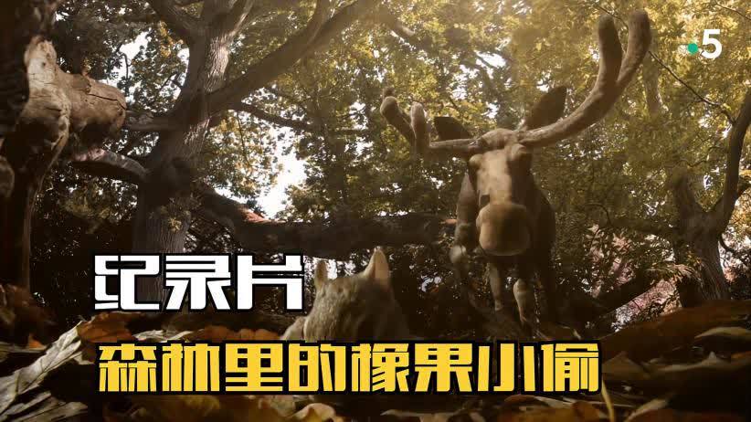 「纪录片」森林里的橡果小偷