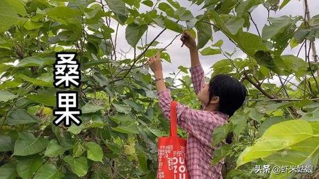 果园的桑果清甜可口,摘些泡酒美容养颜,田园生活乐趣多令人向往