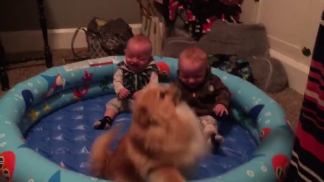 狗狗现场为宝宝表演舞蹈,两个宝宝笑翻了