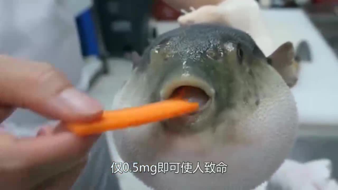河豚体内的剧毒是怎么来的?不小心中了河豚毒素