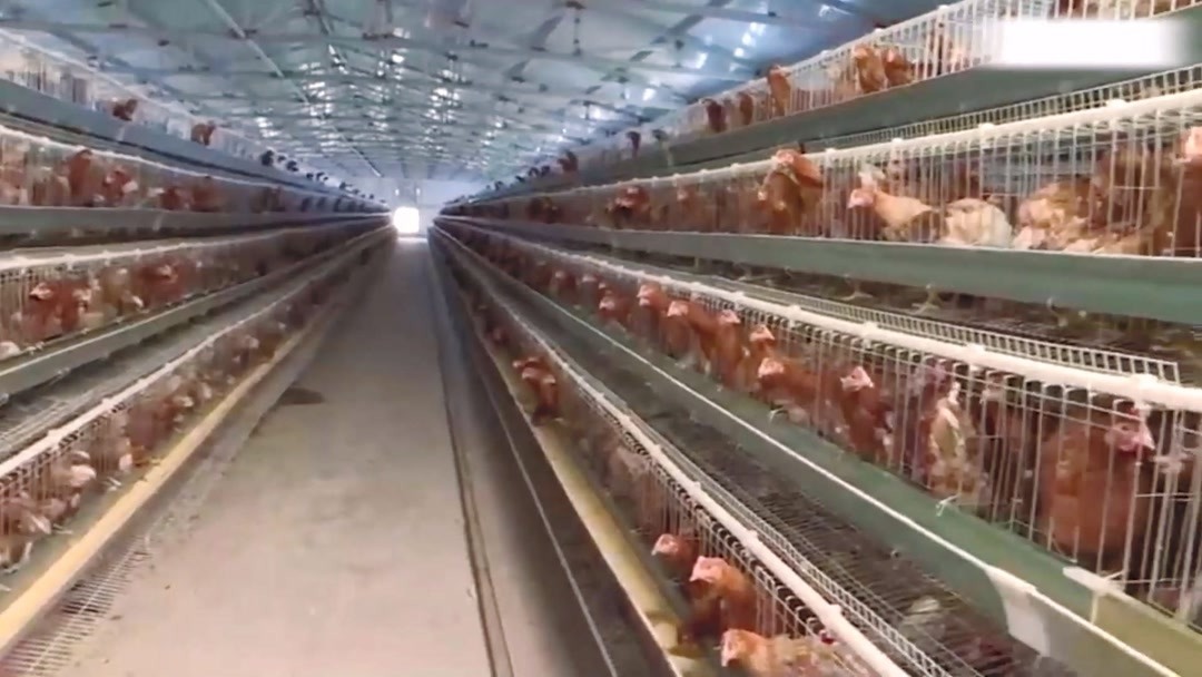 为什么说畜牧养殖业离不开柴油发电机组?华全知识课堂