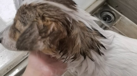 【怎么给狗洗澡】就是这么洗的,一只手搓一只手拿手机拍,然后花洒...