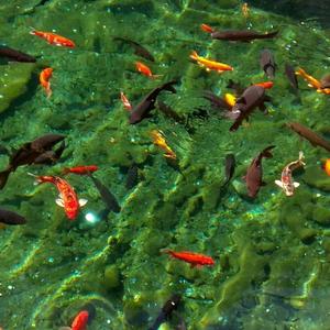 自由自在的心灵 