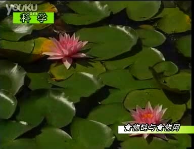 食物链与食物网