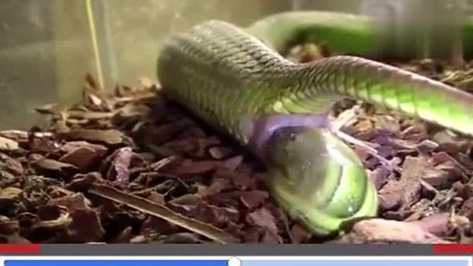 蛇生崽全过程记录罕见的大自然实拍视频