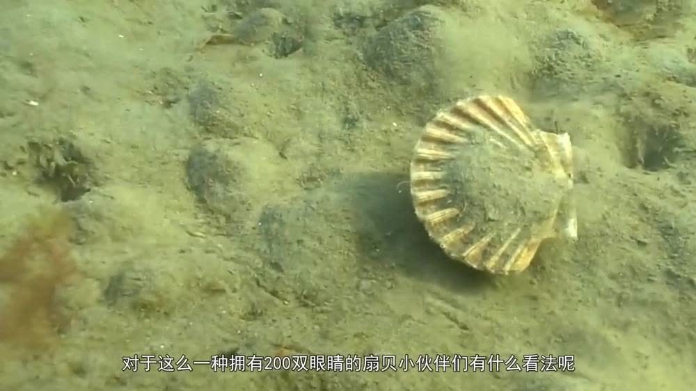 扇贝在显微镜下放大100倍,能看到什么?200双眼凝视着你!