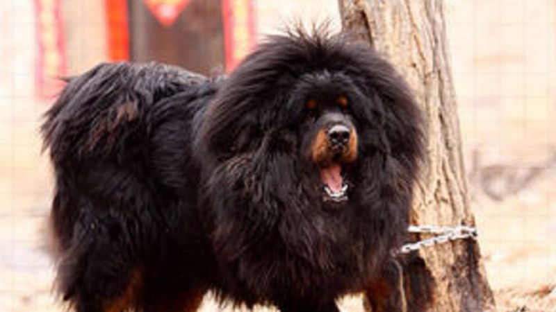 推荐:比特犬和藏獒打架! 突然这家伙各种凶猛,一不留神就会被干掉!