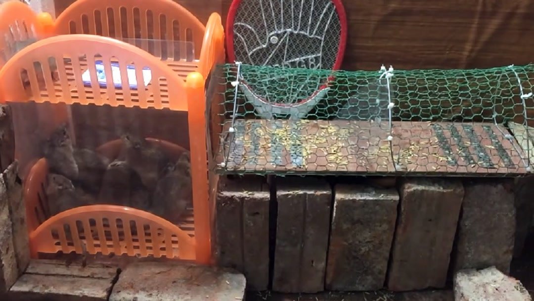 民间大佬教你如何制作捕鼠器,只需要简易的装备,就可让老鼠彻底