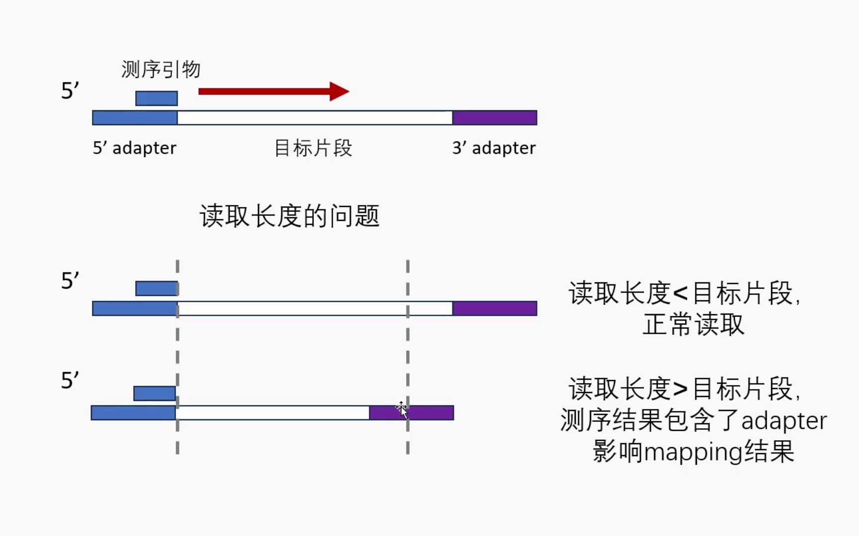 寻找论文的adapter序列