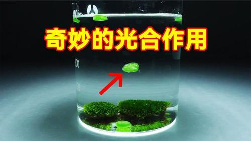 奇妙的光合作用小实验,生物学原来这样有趣!