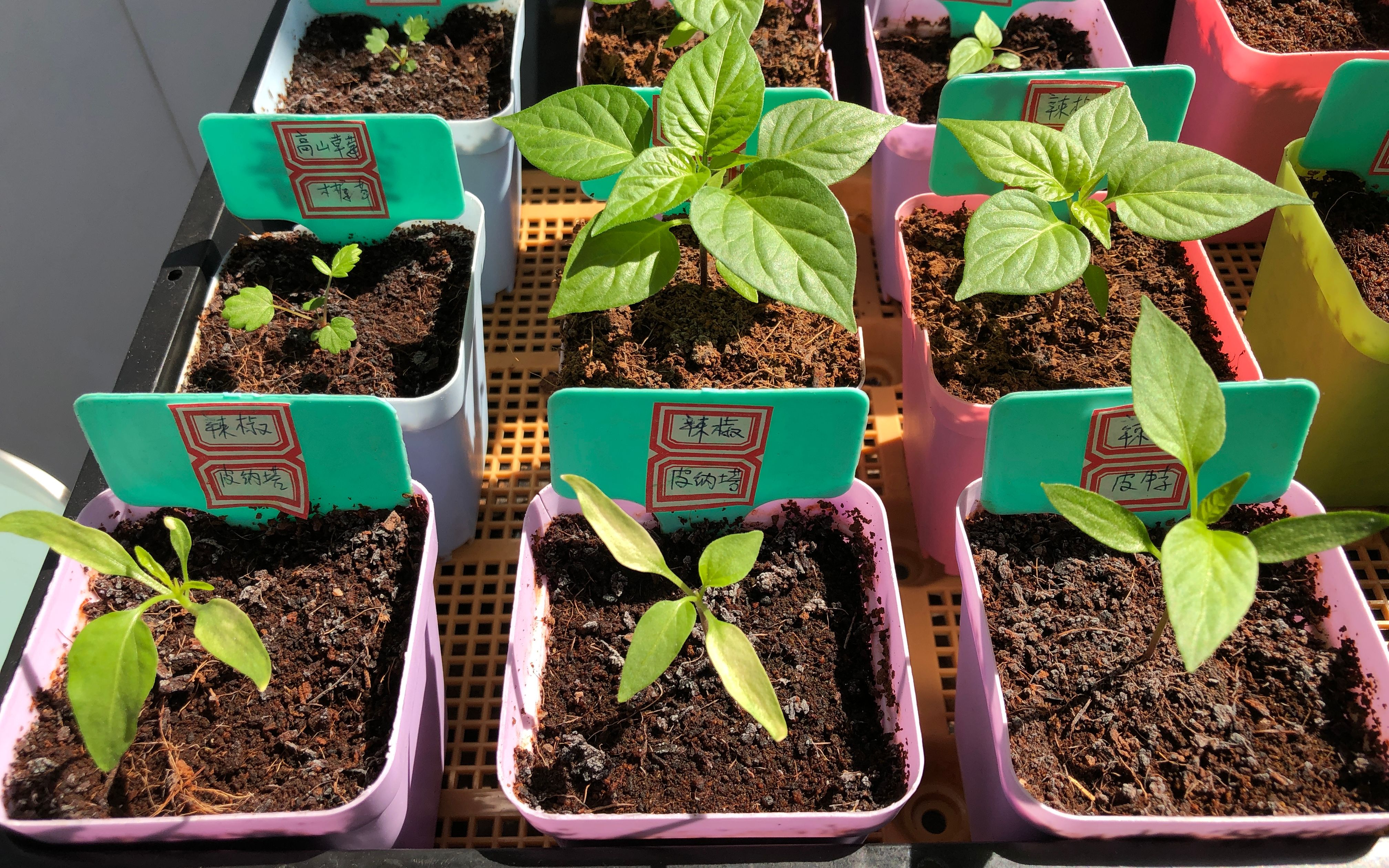 阳台种植第12期--矮生小番茄、辣椒、草莓生长更新