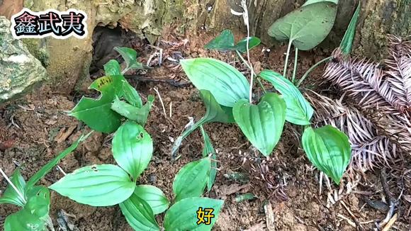 这种野生中草药,功效非常强大,深山里己经非常难找到。