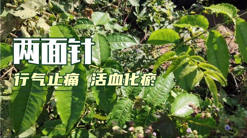 两面针除了做牙膏还有很多的用途