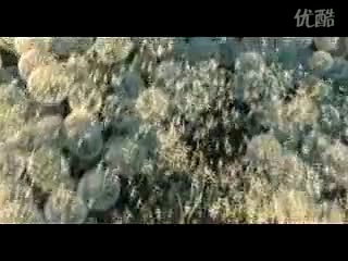 诗歌《绿色的世界》
