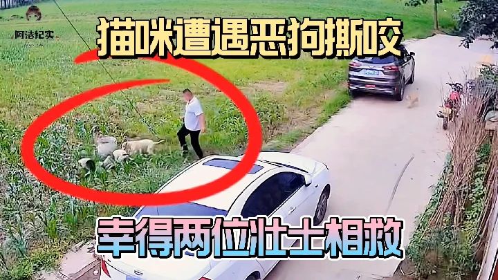 猫咪遭遇路边恶狗撕咬,两位好汉看不下去了!决定拔刀相助!