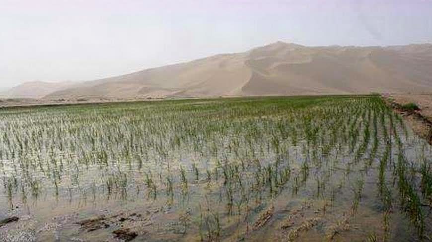 国内农民去沙漠种水稻,外国专家嘲笑说疯了,看成品后服服帖帖