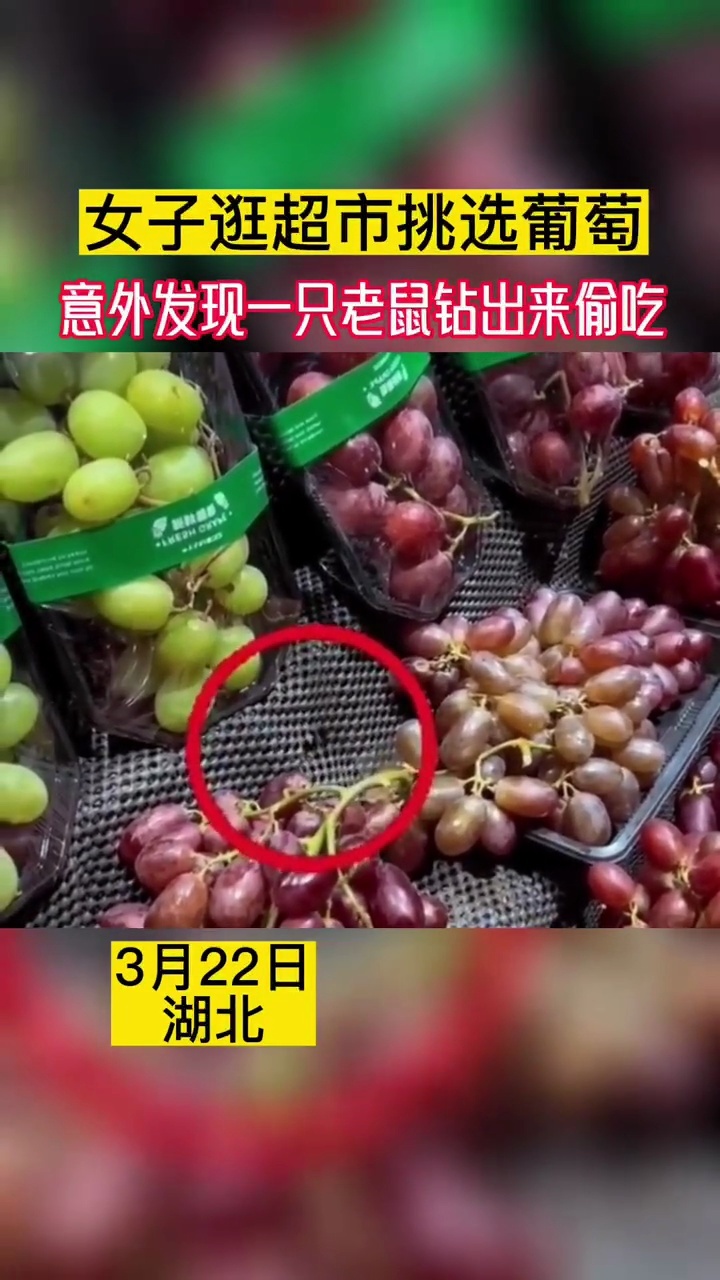 女子逛超市挑选葡萄,意外发现一只老鼠钻出来偷吃。#食品安全无小事 ...