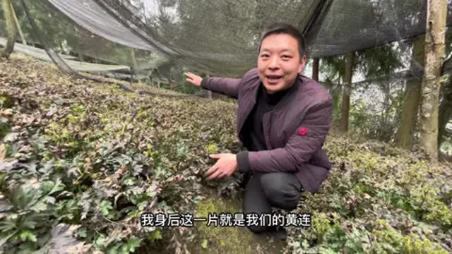 黄连根径如药,要生长五年以上的黄连才能达到如药...