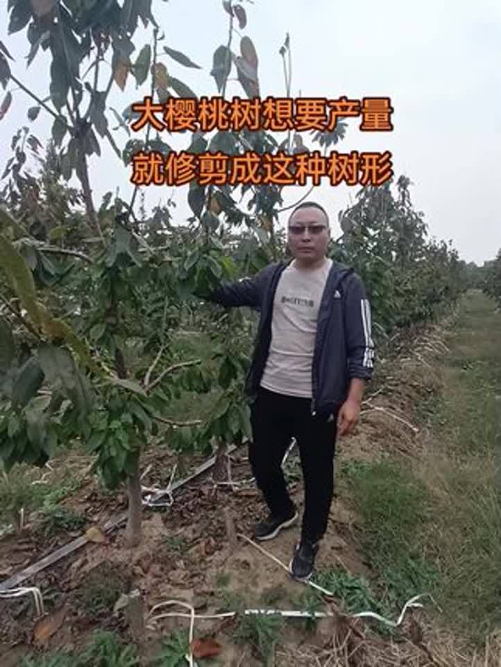 大樱桃种植管理 大樱桃想要高产全靠修剪整形!