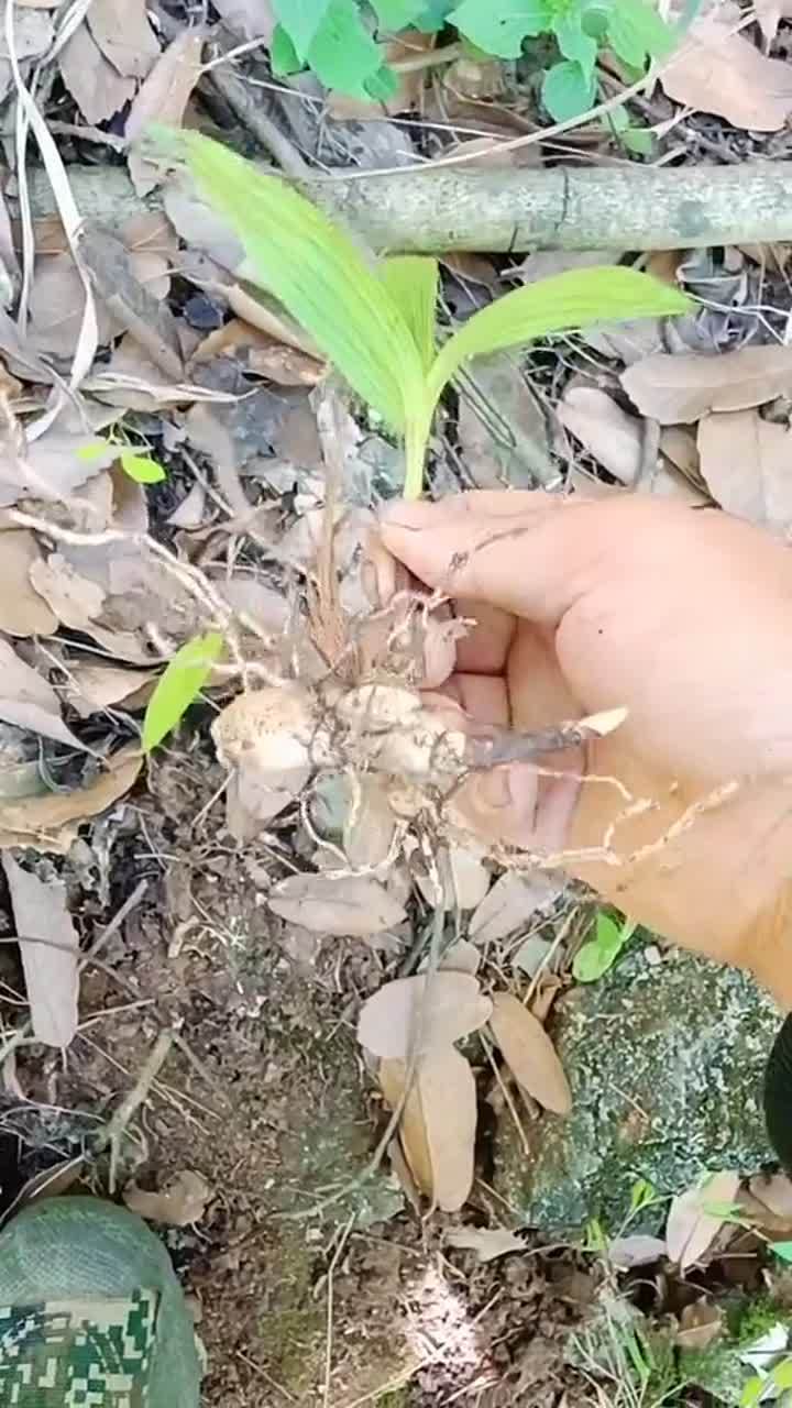 紫花白芨,你们都认识吗农村生活中药材我为贵州乡村代言