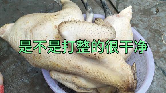 来看看俩只毛重10·4斤的土鸡杀好净重有多少重?