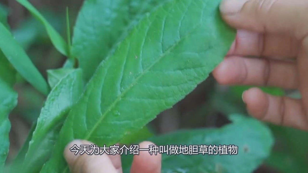 这种野草叫“地胆草”,曾是人们的救命草,如今被人们当野草除掉
