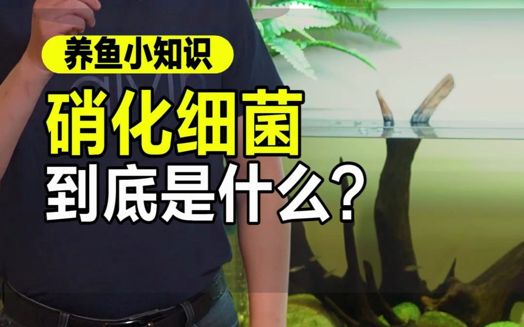 总听鱼友们说硝化系统,硝化细菌,这东西看不见摸不着,到底是个什么鬼?