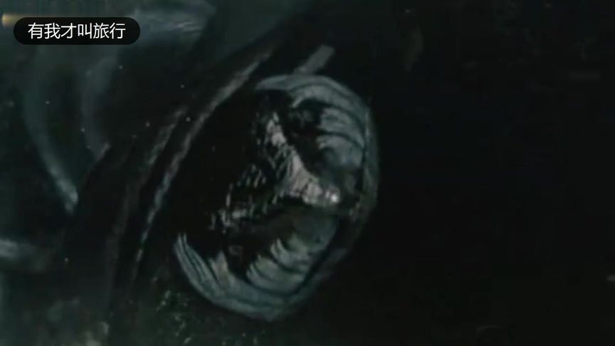 巨蟒化龙升天?揭95年安徽巨蟒渡劫事件