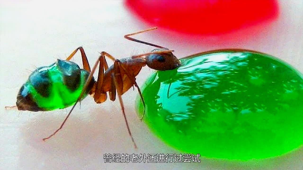蚂蚁究竟有多爱甜食?老外用各色糖水实验,不料最后变成了彩色