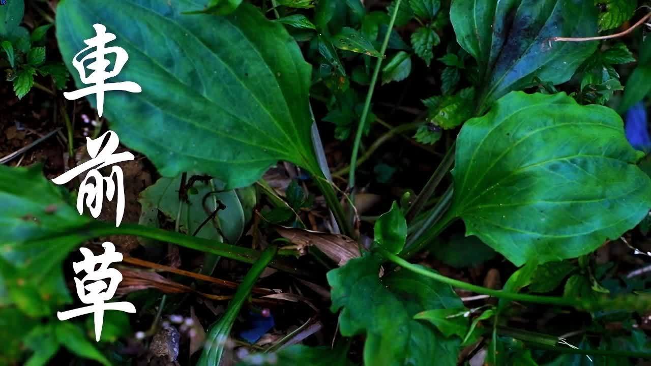 车前草的3大功效,你知道了吗?这样服用,连中医都夸赞!