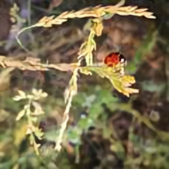 会飞翔的荷兰豆 