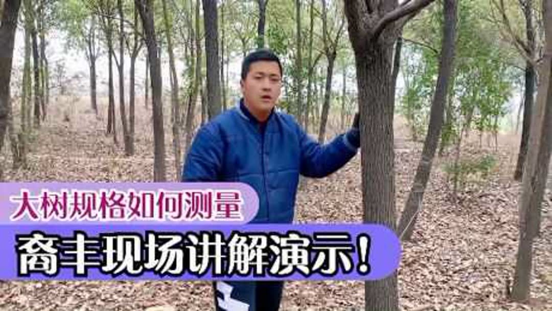 大树规格如何测量?选择上部位还是下部位,裔丰现场演示!