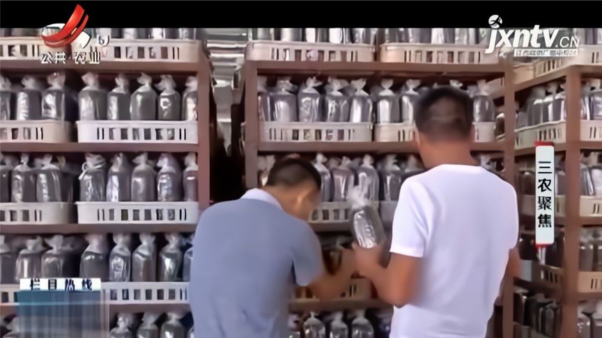 培育樟树灵芝,分为棚内培育和林下仿野生种植,两者有何不同呢?