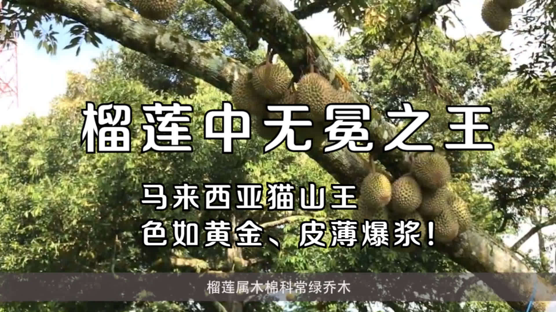 榴莲中的无冕之王,马来西亚猫山王,色如黄金、皮薄爆浆!