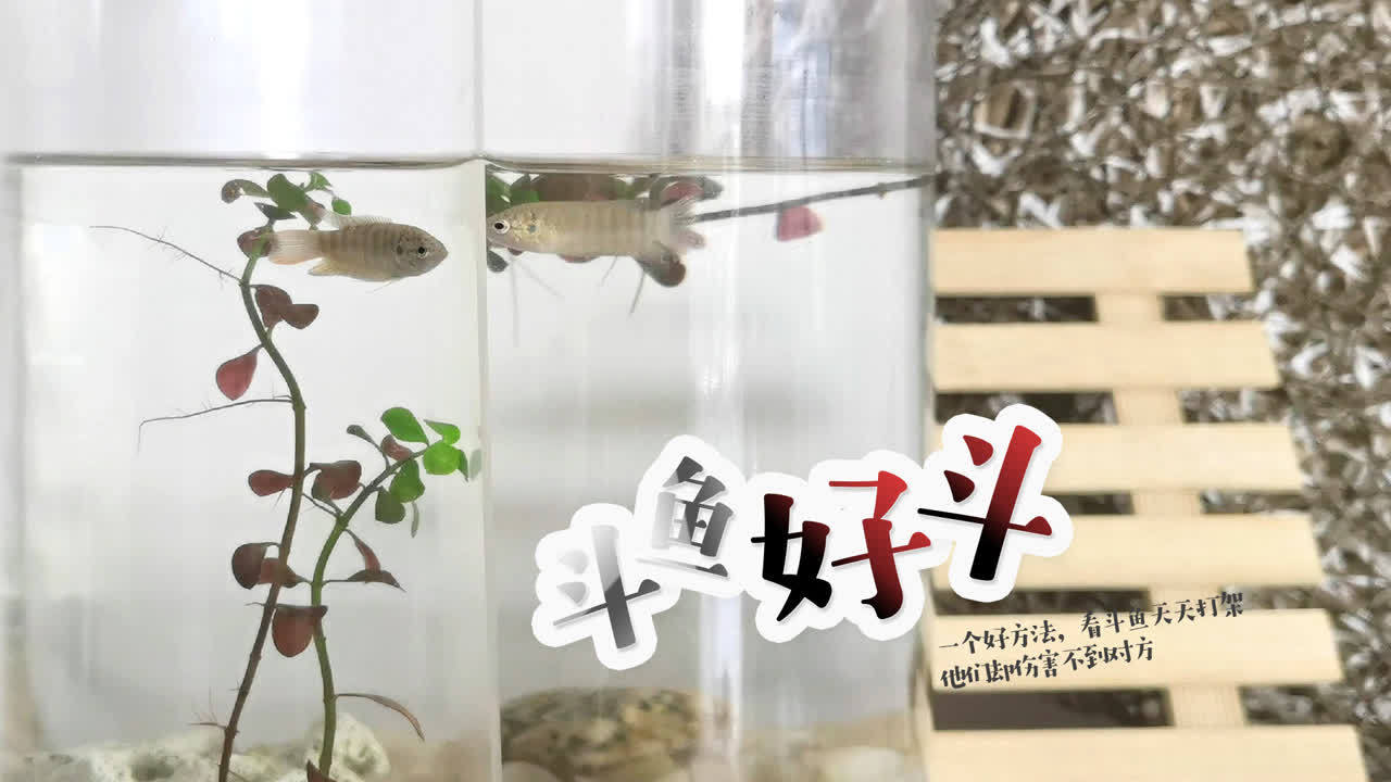 一个好方法,同一鱼缸看"斗鱼"天天打架,它们却伤害不到对方