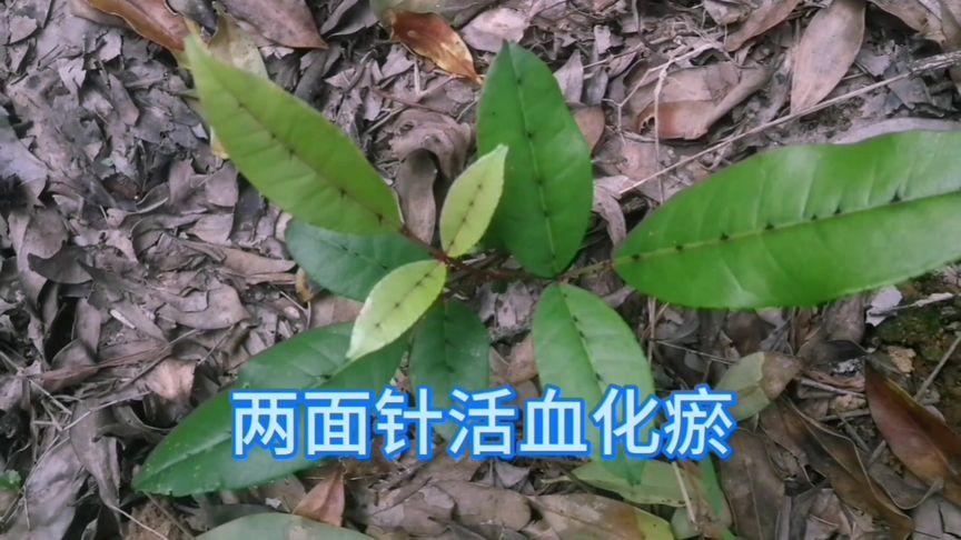 两面针对跌打损伤好,好,好