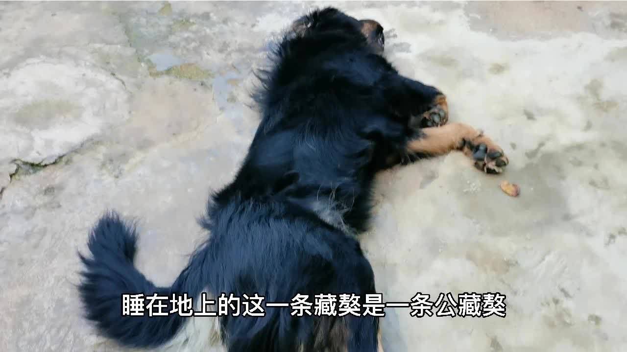 藏獒真的会咬主人?大家了解藏獒的性格?视频.