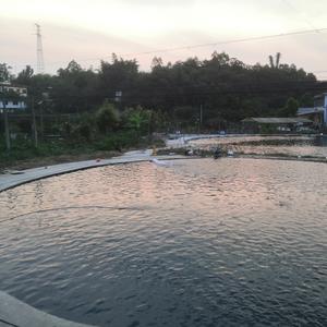 鲈鱼苗 