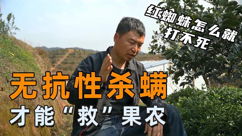 柑橘红蜘蛛怎么都打不掉,只有无抗性杀螨剂,才能救果农于水火