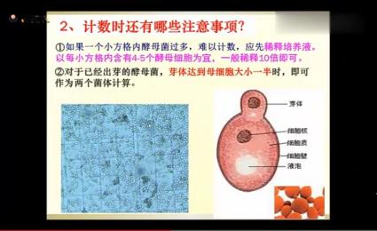 “培养液中酵母菌种群数量变化”的问题分析