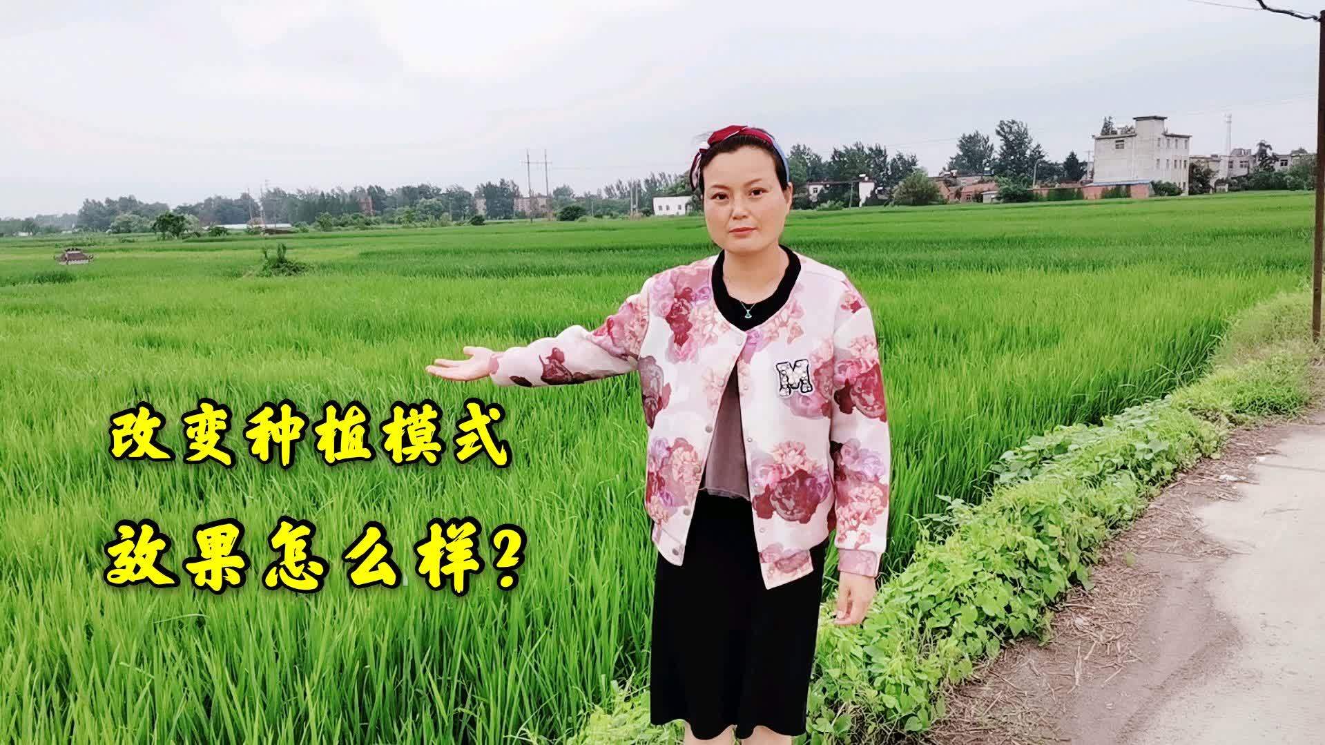 直接播种水稻听说过吗?农村姑娘家第一次尝试,能成功吗?