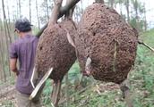 去山上的树林里捉了两窝蚂蚁,兴冲冲的扛回家