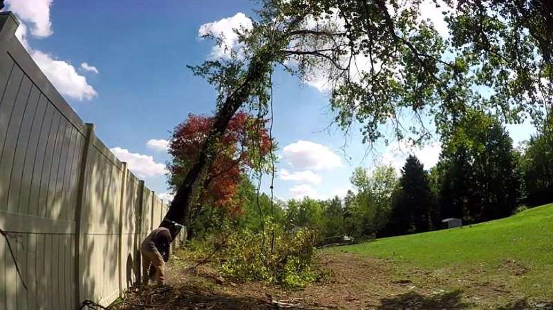 长见识了!伐木工如何定向砍伐树木,过程看着真爽