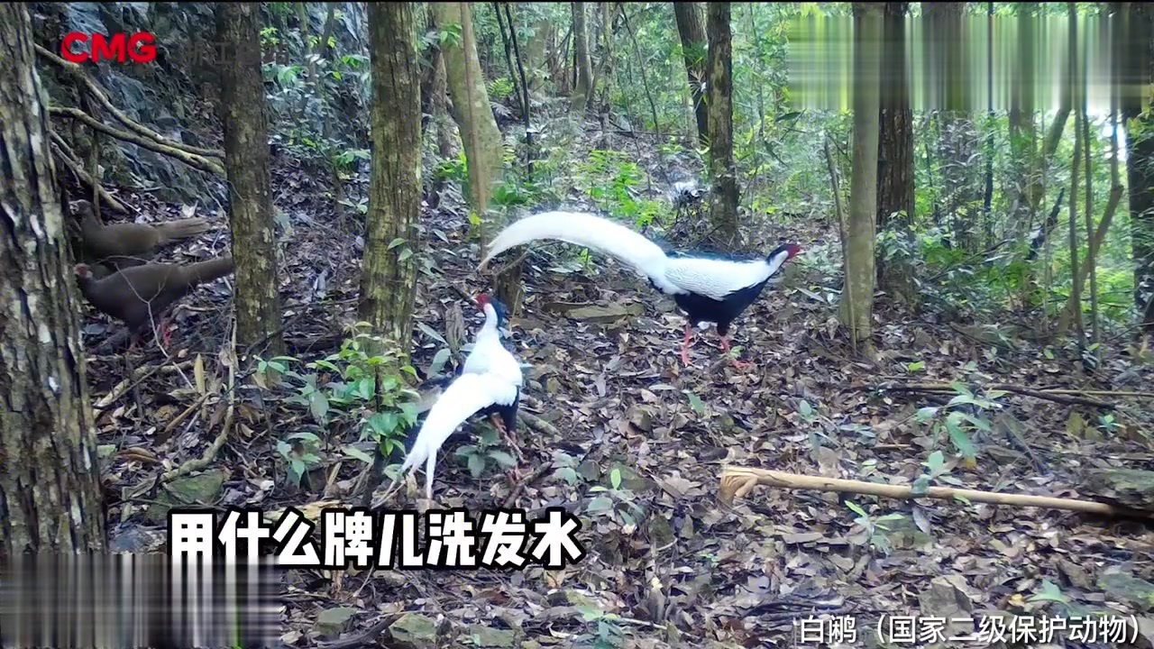 动物总动员丨大山里的精灵也疯狂!