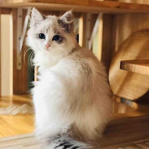 威莱克斯剪辑手 