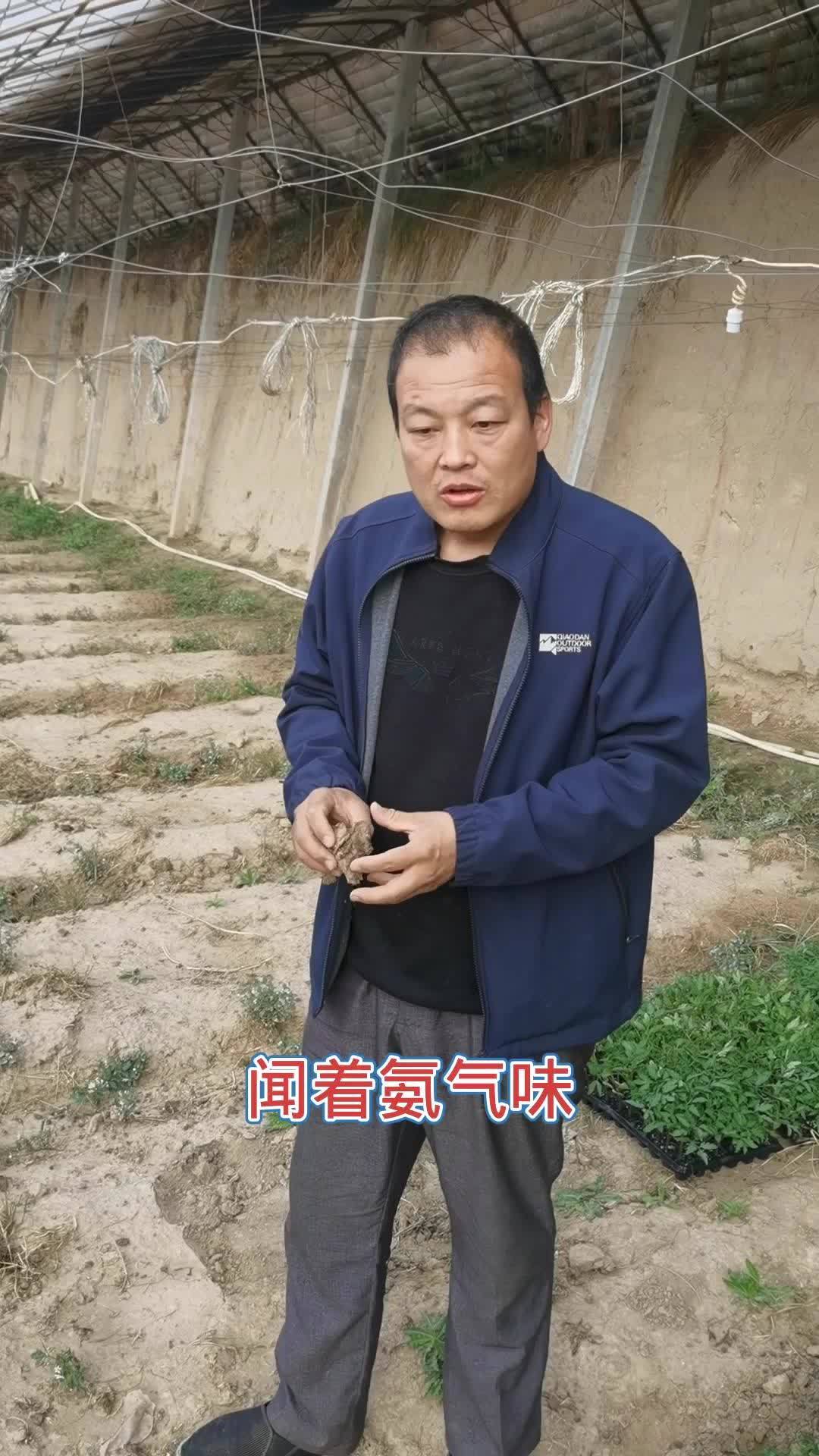 大水+有机肥+生物菌#蔬菜种植技术 #农业种植 #三农 @三农